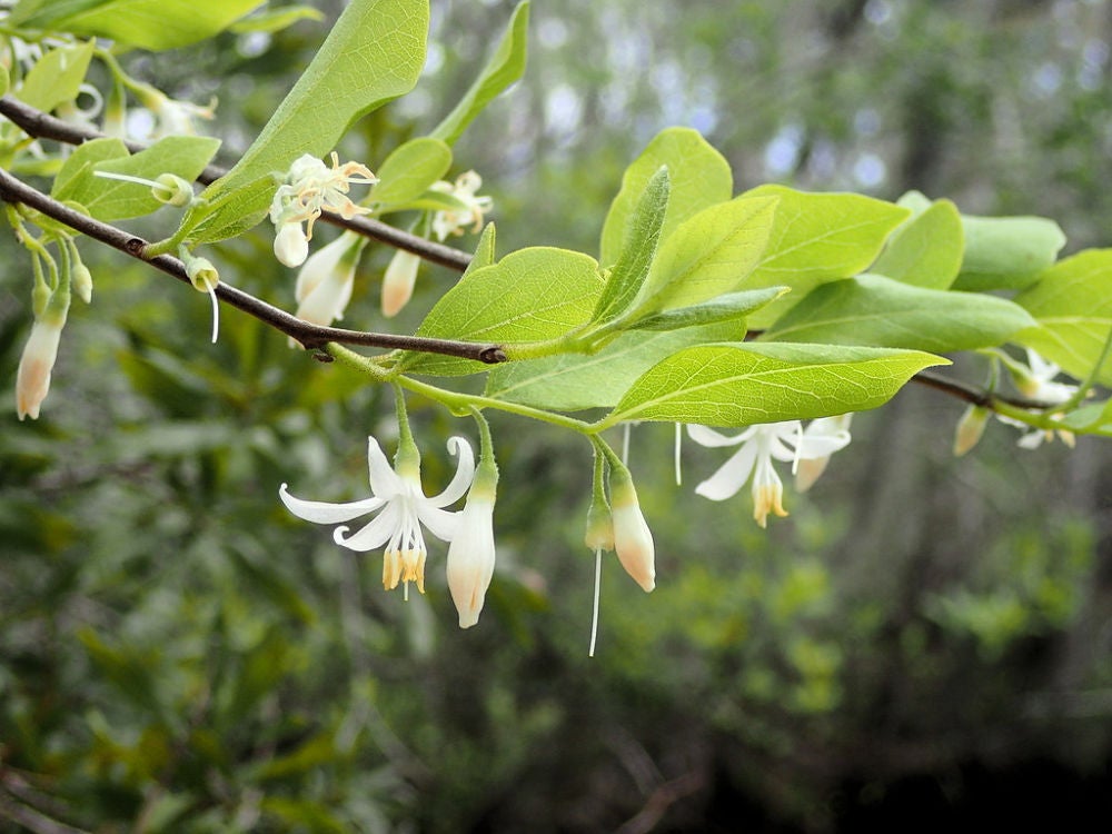 American Snowbell (Styrax americanus) | Native Trees of Georgia ...