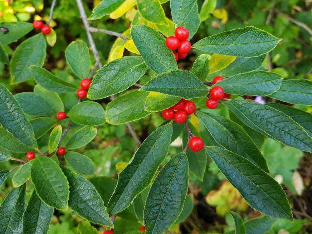 Winterberry Holly (Ilex verticillata) | Native Shrubs of Georgia ...