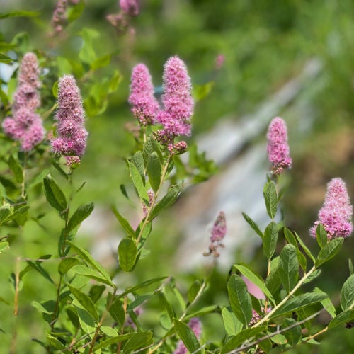 Steeplebush (Spiraea tomentosa) | Native Shrubs of Georgia | Cottage Garden Natives
