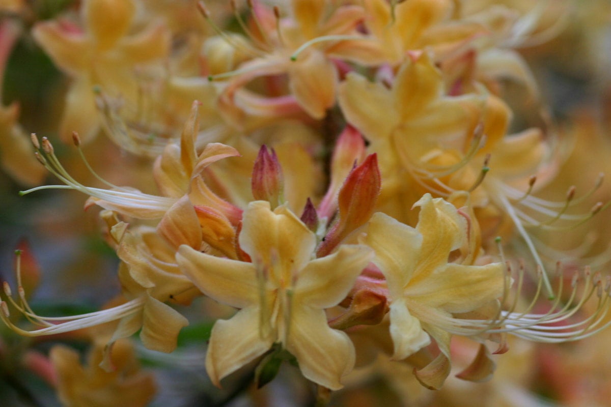 Native Azaleas of Georgia | Deciduous Azaleas | Cottage Garden Natives