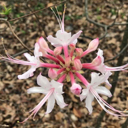 Alabama Azalea (Rhododendron alabamense) | Native Azaleas of Georgia ...