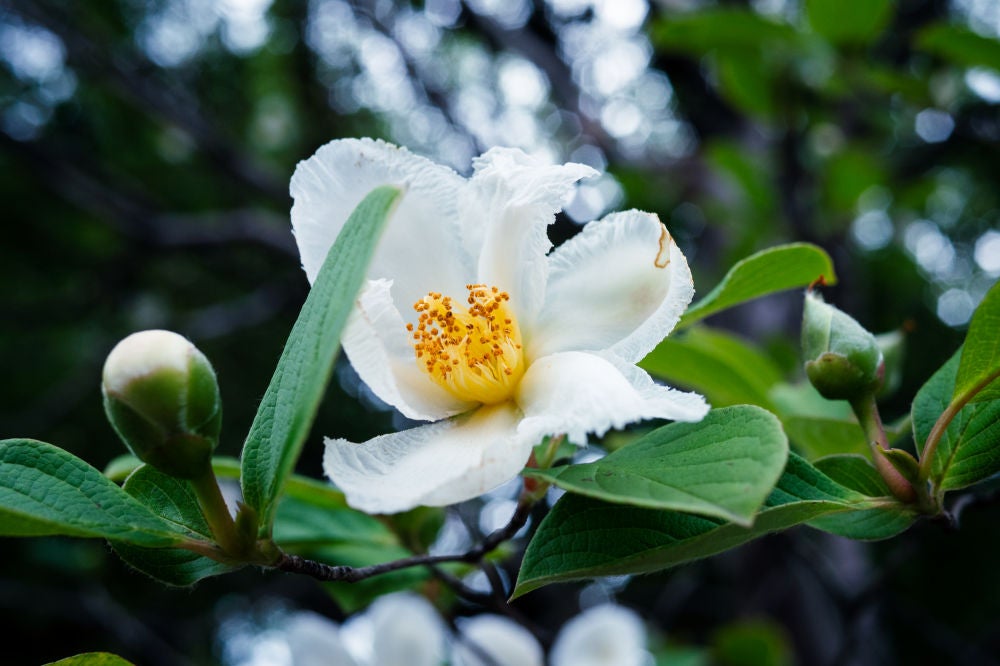 Franklin Tree (Franklinia alatamaha) | Native Trees of Georgia ...