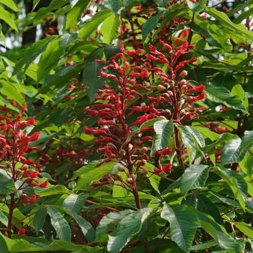 Red Buckeye (Aesculus pavia) | Native Trees of Georgia | Cottage Garden ...