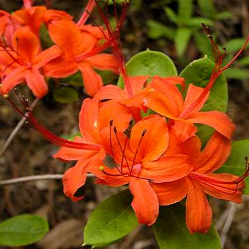 Cumberland Azalea (Rhododendron cumberlandense) | Native Azaleas of ...