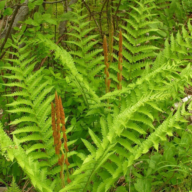 Cinnamon Fern (Osmunda cinnamomea) | Native Ferns of Georgia | Cottage ...