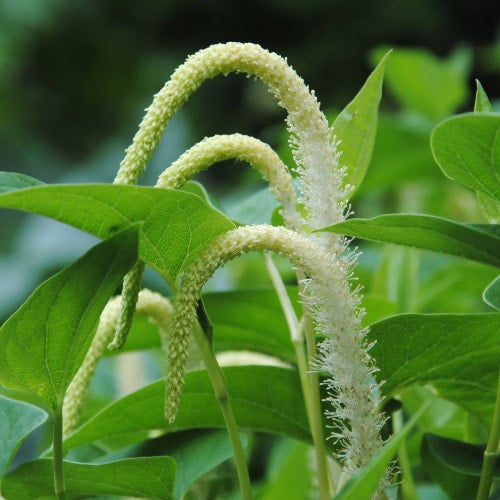 Lizard's Tail (Saururus cernuus) | Native Plants of Georgia | Cottage ...