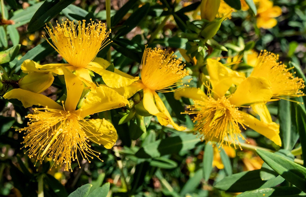 Bushy St. John’s Wort (Hypericum densiflorum) | Native Plants of ...