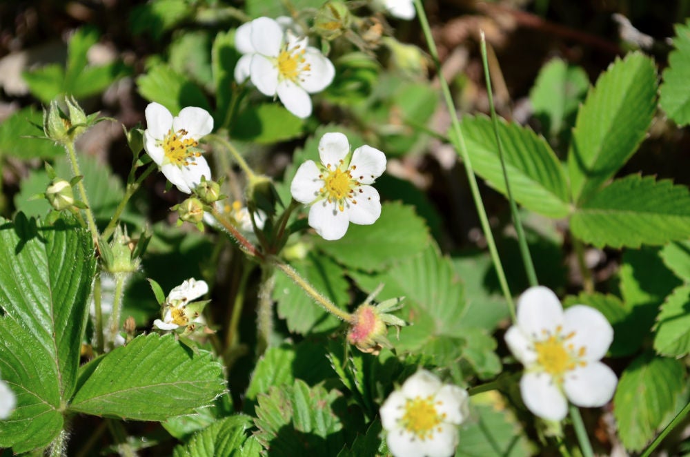 Virginia Strawberry (Fragaria virginiana) | Native Groundcovers of ...