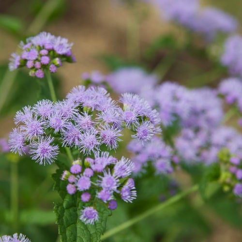 Blue Mistflower (Conoclinium coelestinum) | Native Plants of Georgia ...