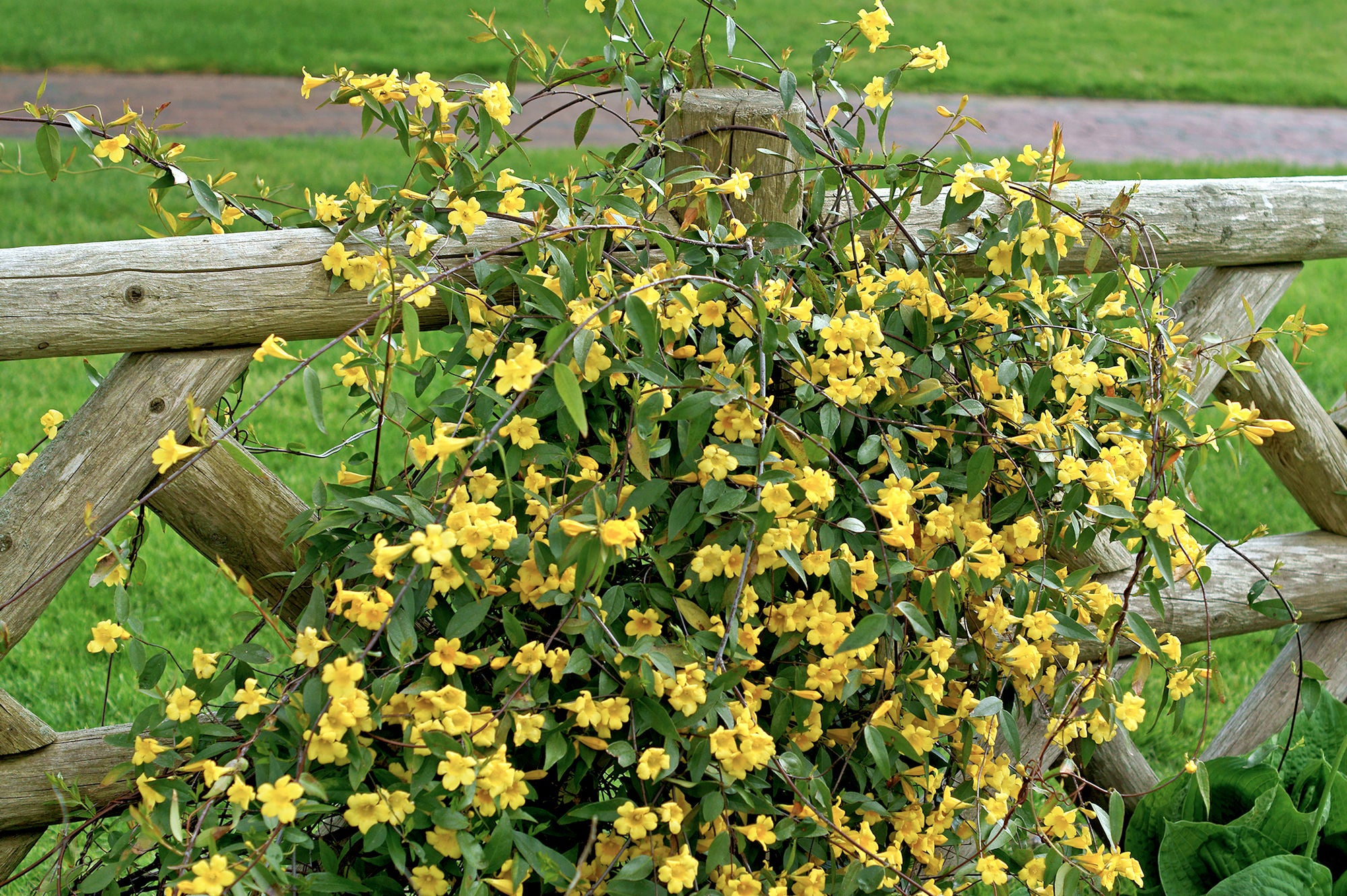 Carolina Jessamine (Gelsemium sempervirens) | Native Plants of Georgia | Cottage Garden Natives ...