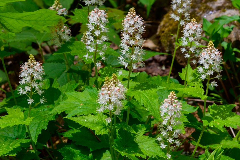 Heartleaf Foamflower (Tiarella cordifolia) | Native Plants of Georgia ...