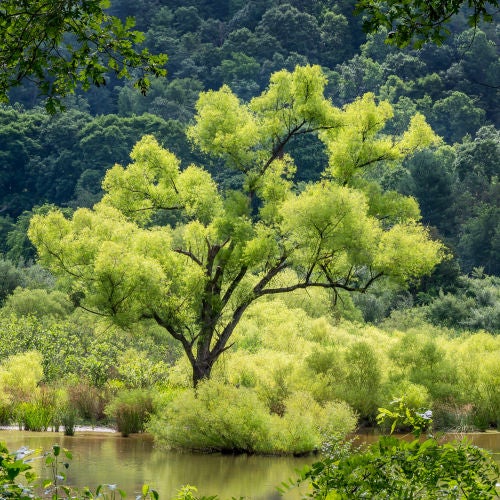 Black Willow (Salix nigra) | Native Trees of Georgia | Cottage Garden ...