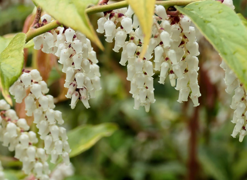 Highland Doghobble (Leucothoe fontanesiana) | Native Evergreen Shrubs ...