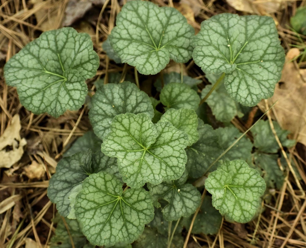 Alumroot (Heuchera americana) | Native Shade Plants of Georgia ...