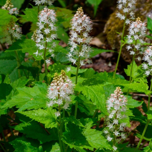 Native Part Shade Perennials of Georgia | Cottage Garden Natives