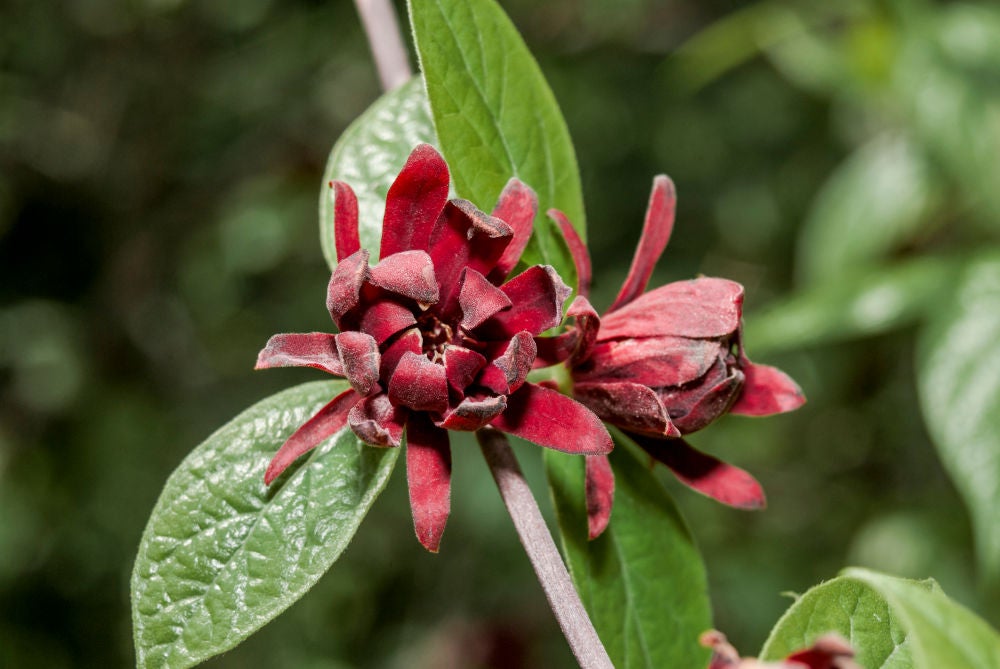 Sweet Shrub (Calycanthus floridus) | Cottage Garden Natives