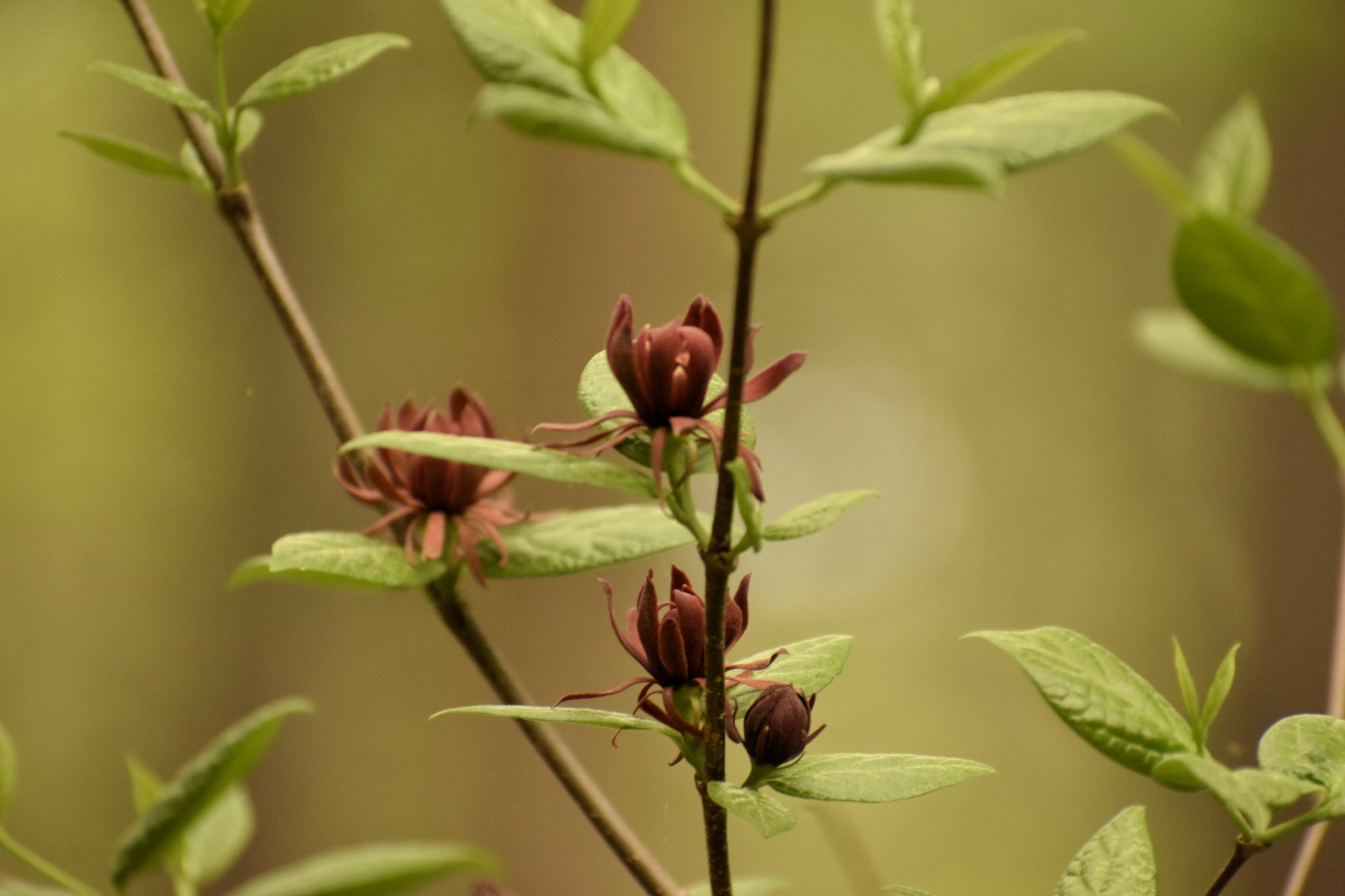 Sweet Shrub (Calycanthus floridus) | Cottage Garden Natives