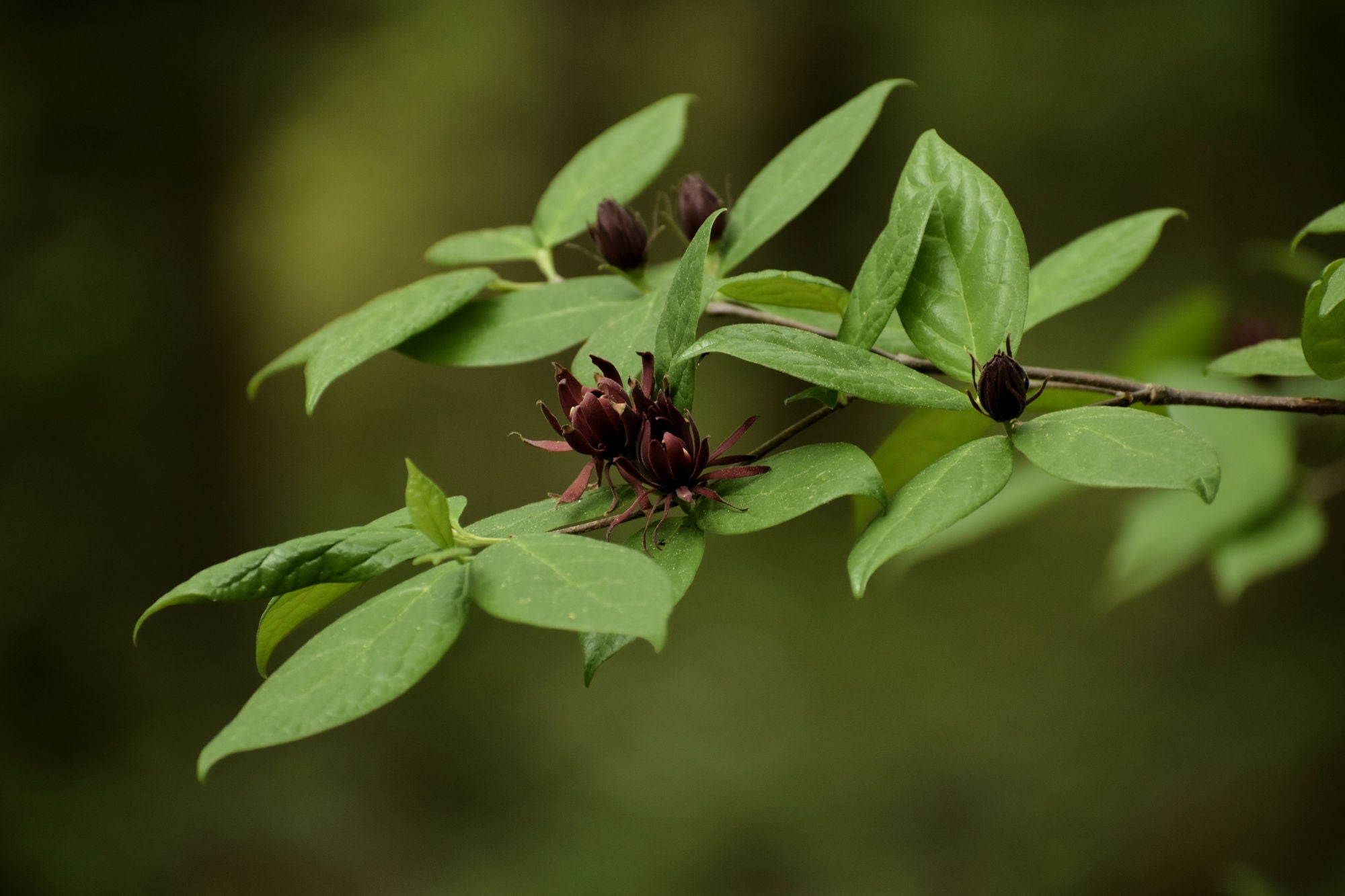 Sweet Shrub (Calycanthus floridus) | Cottage Garden Natives