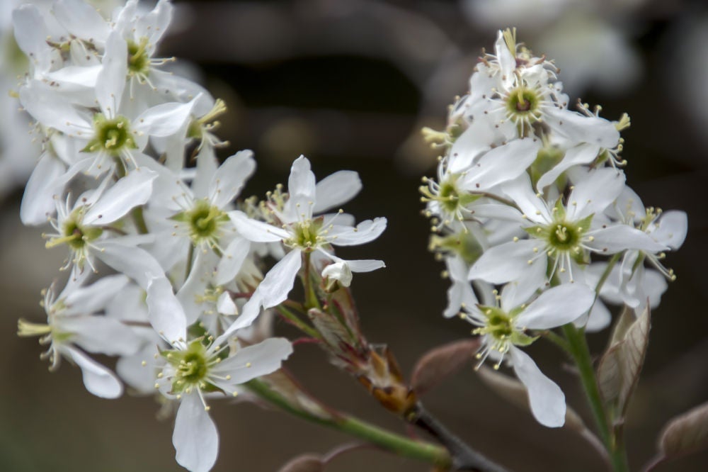 Shadblow Serviceberry (Amelanchier Canadensis) | Juneberry, Shadbush ...