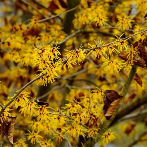 Witch Hazel (Hamamelis virginiana) | Cottage Garden Natives