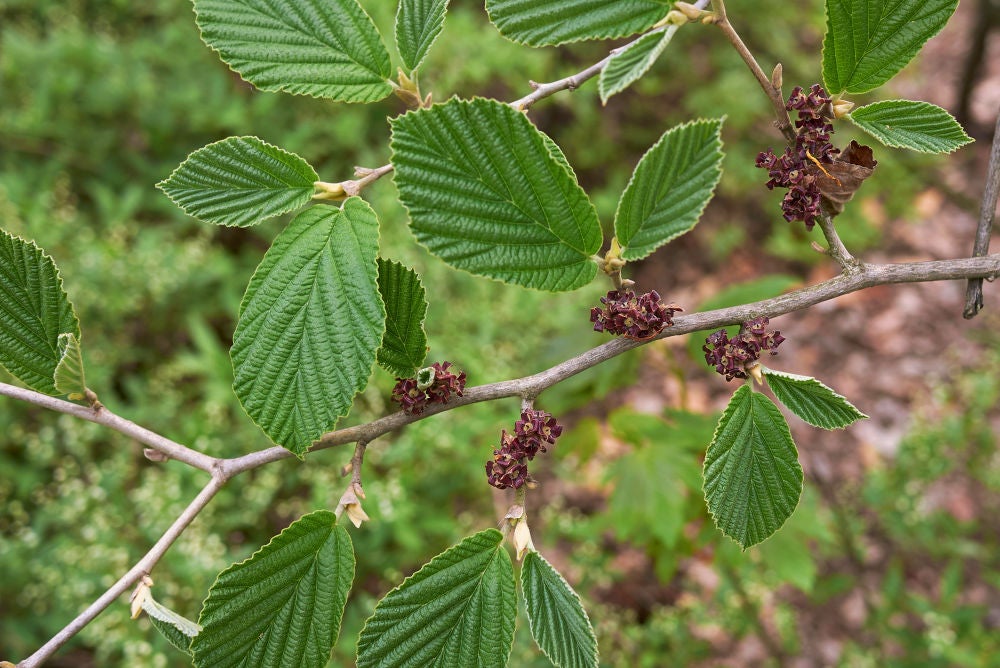 Witch Hazel (Hamamelis virginiana) | Native Shrubs of Georgia | Cottage ...