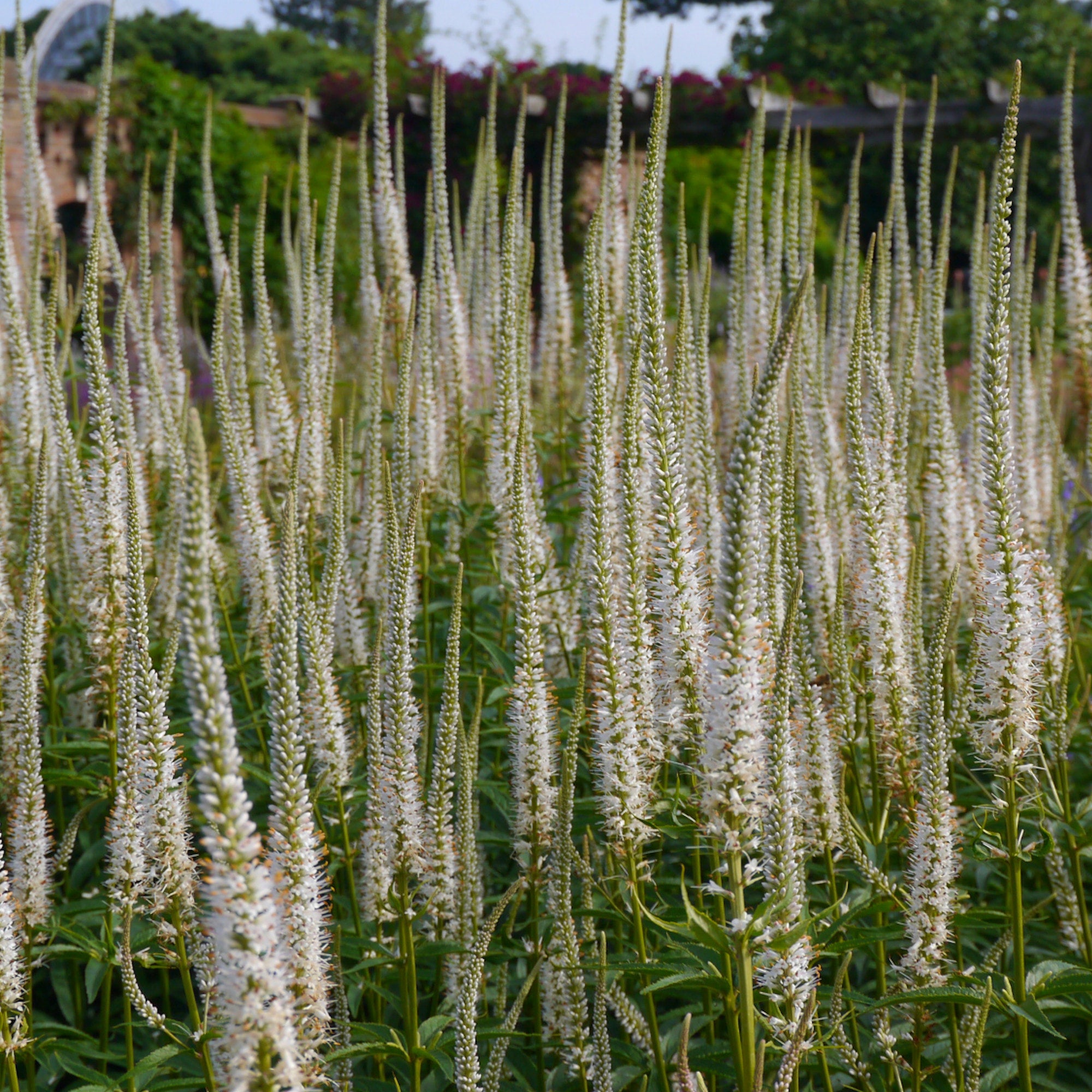 Culver's Root (Veronicastrum virginicum) | Native Plants of Georgia ...