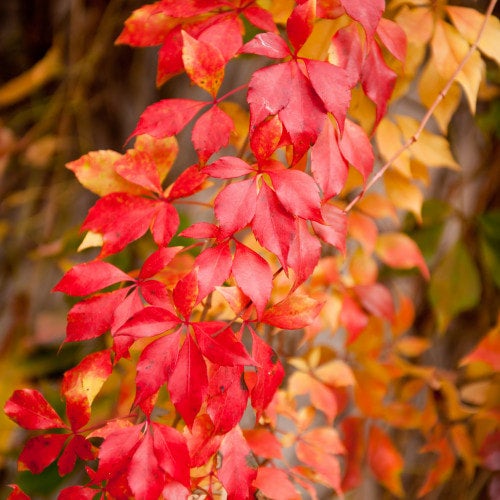 Virginia Creeper (Parthenocissus quinquefolia) | Native Plants of ...