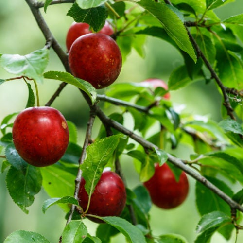 American Plum (Prunus americana) | Native Fruit Trees of Georgia ...
