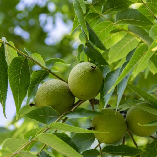 Black Walnut (Juglans nigra) | Native Trees of Georgia | Cottage Garden ...