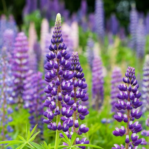 Wild Lupine (Lupinus perennis) | Native Plants of Georgia | Cottage ...