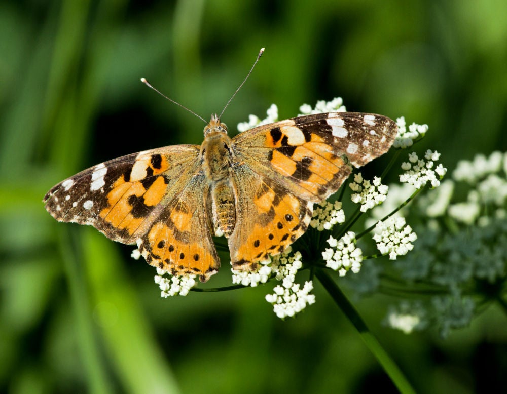 White Yarrow (Achillea millefolium) | Native Plants of Georgia ...