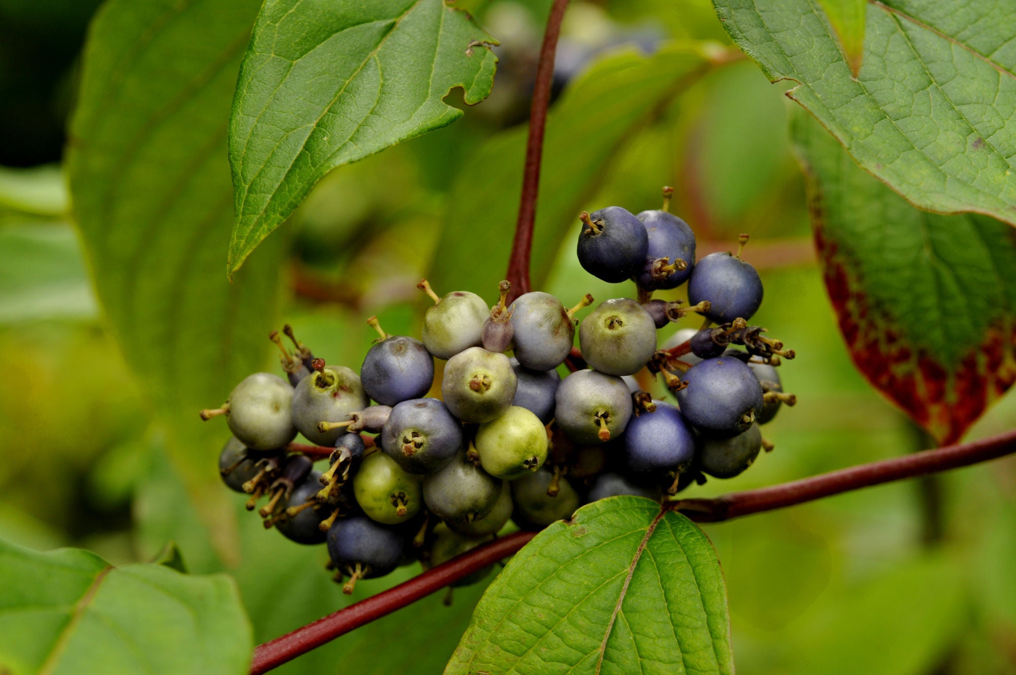Silky Dogwood (Swida amomum) | Native Shrubs of Georgia | Cottage ...