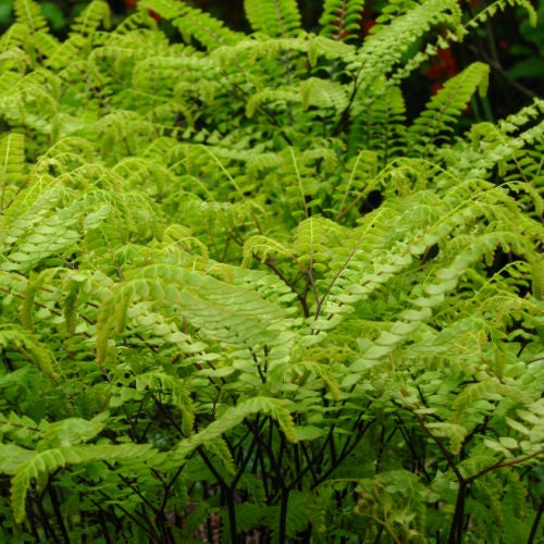 Northern Maidenhair Fern (Adiantum pedatum) | Native Ferns of Georgia ...
