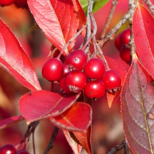 Red Chokeberry (Aronia arbutifolia) | Native Shrubs of Georgia ...