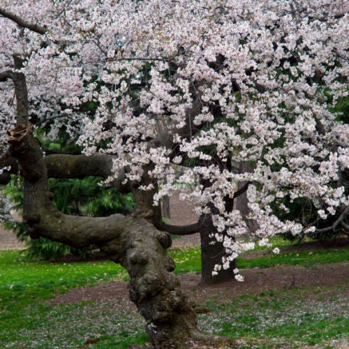 Sweet Crabapple (Malus coronaria) | Native Trees of Georgia | Cottage ...