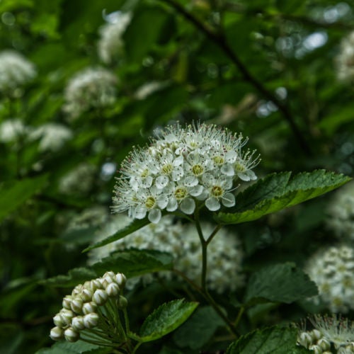 Atlantic Ninebark (Physocarpus opulifolius) | Native Shrubs of Georgia ...