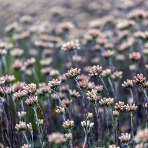 Plantainleaf Pussytoes (Antennaria plantaginifolia) | Native Plants of ...