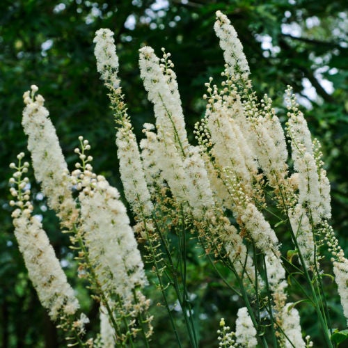 Black Cohosh (Actaea racemosa) | Native Plants of Georgia | Cottage ...
