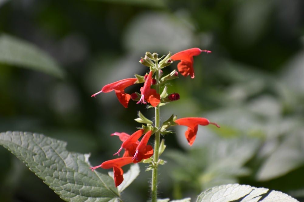 Scarlet Sage (Salvia coccinea) | Native Plants of Georgia | Cottage ...