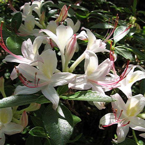 Native Azaleas of Georgia | Deciduous Azaleas | Cottage Garden Natives