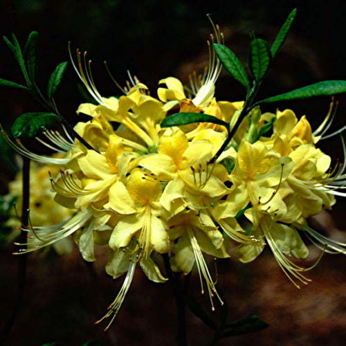 Native Azaleas of Georgia | Deciduous Azaleas | Cottage Garden Natives