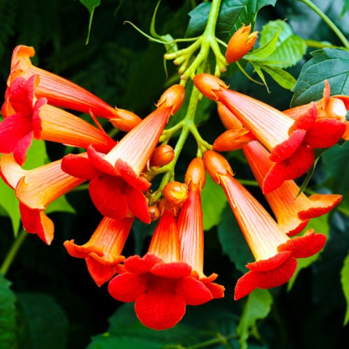 Trumpet Creeper (Campsis radicans) | Native Vines of Georgia | Cottage ...
