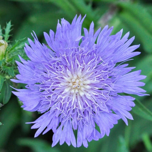 Stokes Aster (Stokesia laevis) | Native Plants of Georgia | Cottage ...