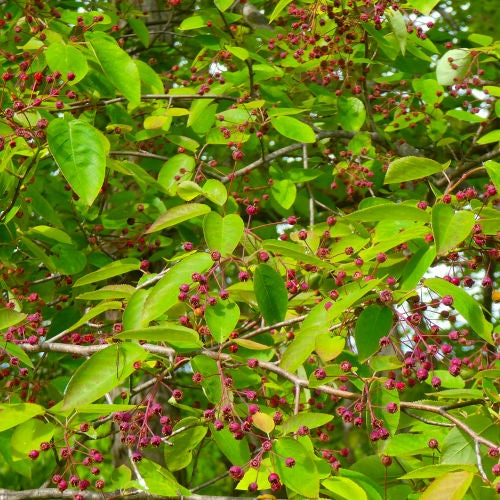 Downy Serviceberry (Amelanchier arborea) | Native Trees of Georgia ...