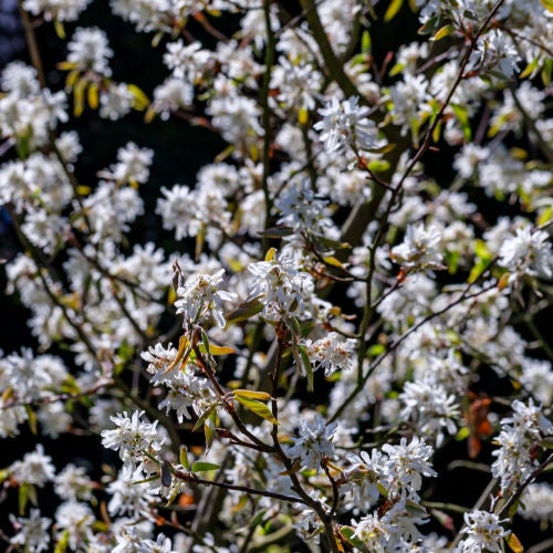 Downy Serviceberry (Amelanchier arborea) | Native Trees of Georgia ...