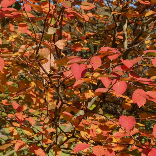 Downy Serviceberry (Amelanchier arborea) | Native Trees of Georgia ...