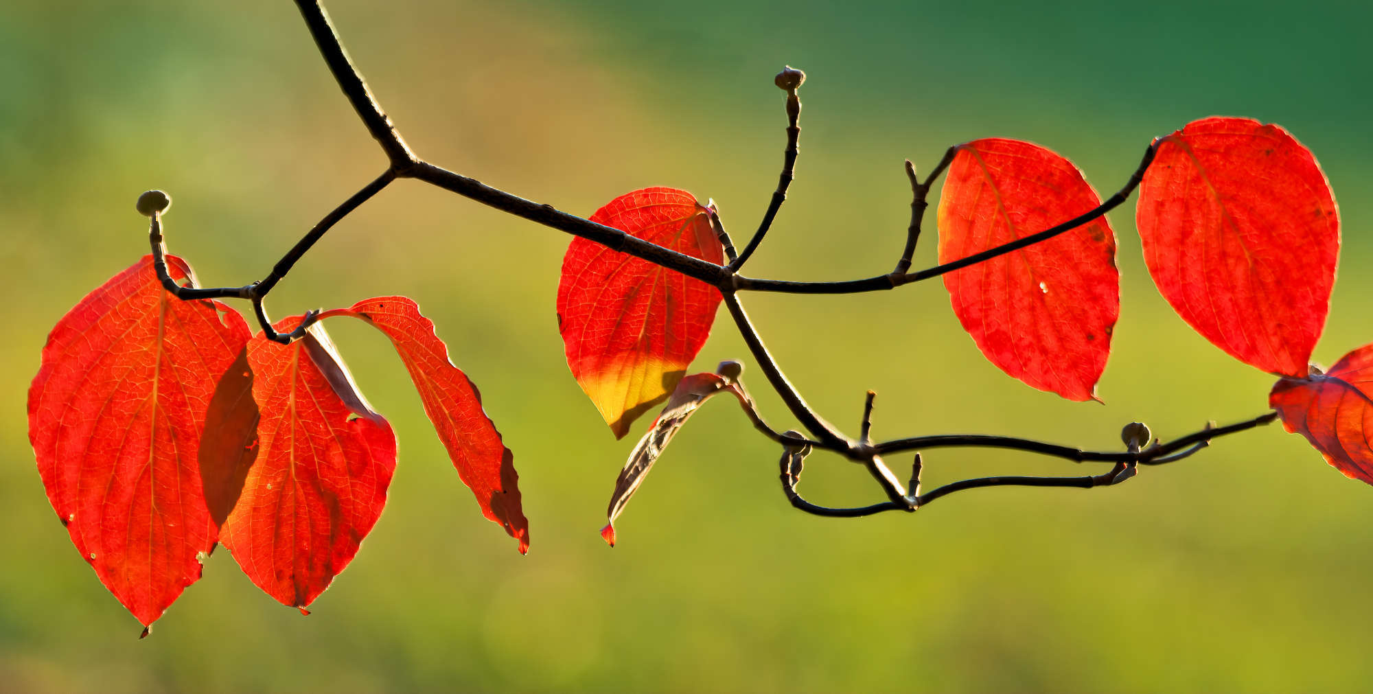 Flowering Dogwood (Benthamidia florida) | Native Trees of Georgia ...