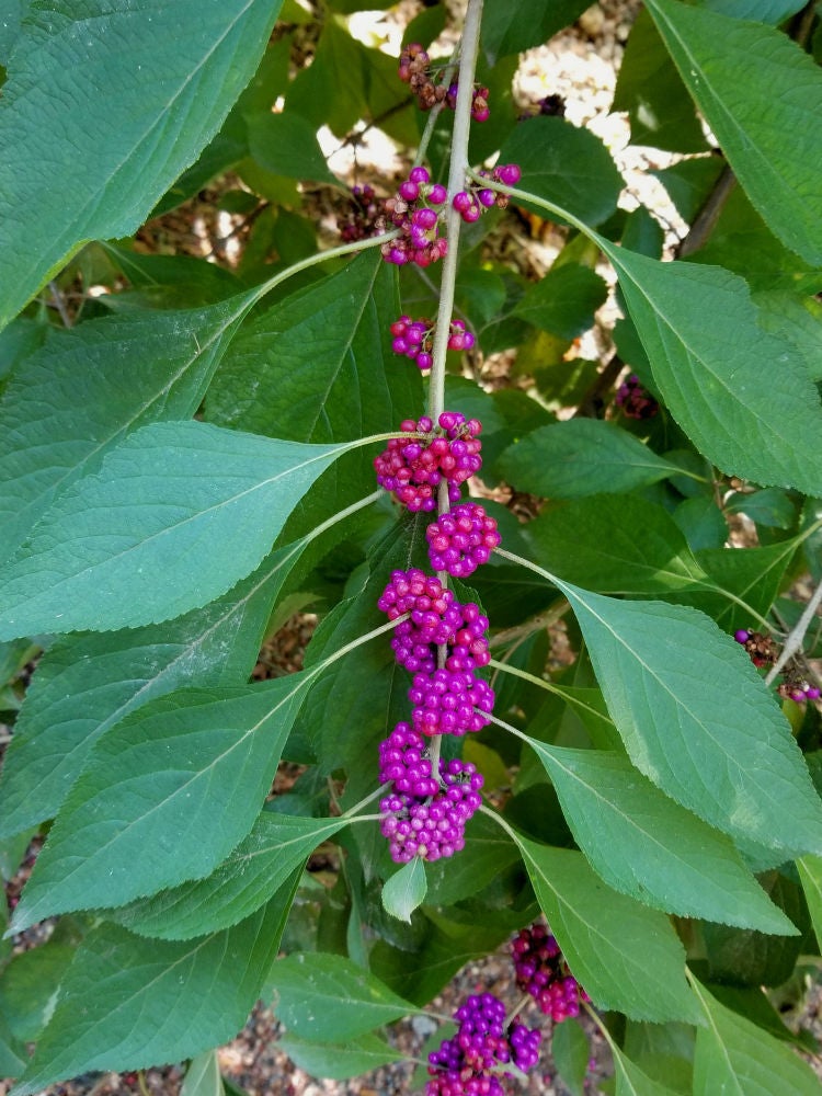 American Beautyberry (Callicarpa americana) | Native Shrubs of Georgia ...