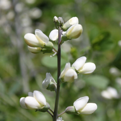 White Wild Indigo (Baptisia alba) | Cottage Garden Natives