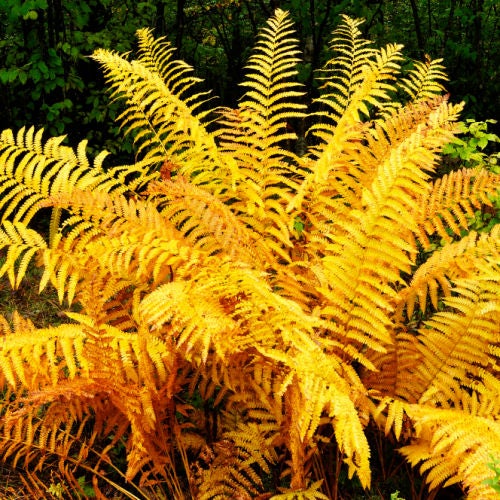Cinnamon Fern (Osmunda cinnamomea) | Native Ferns of Georgia | Cottage ...